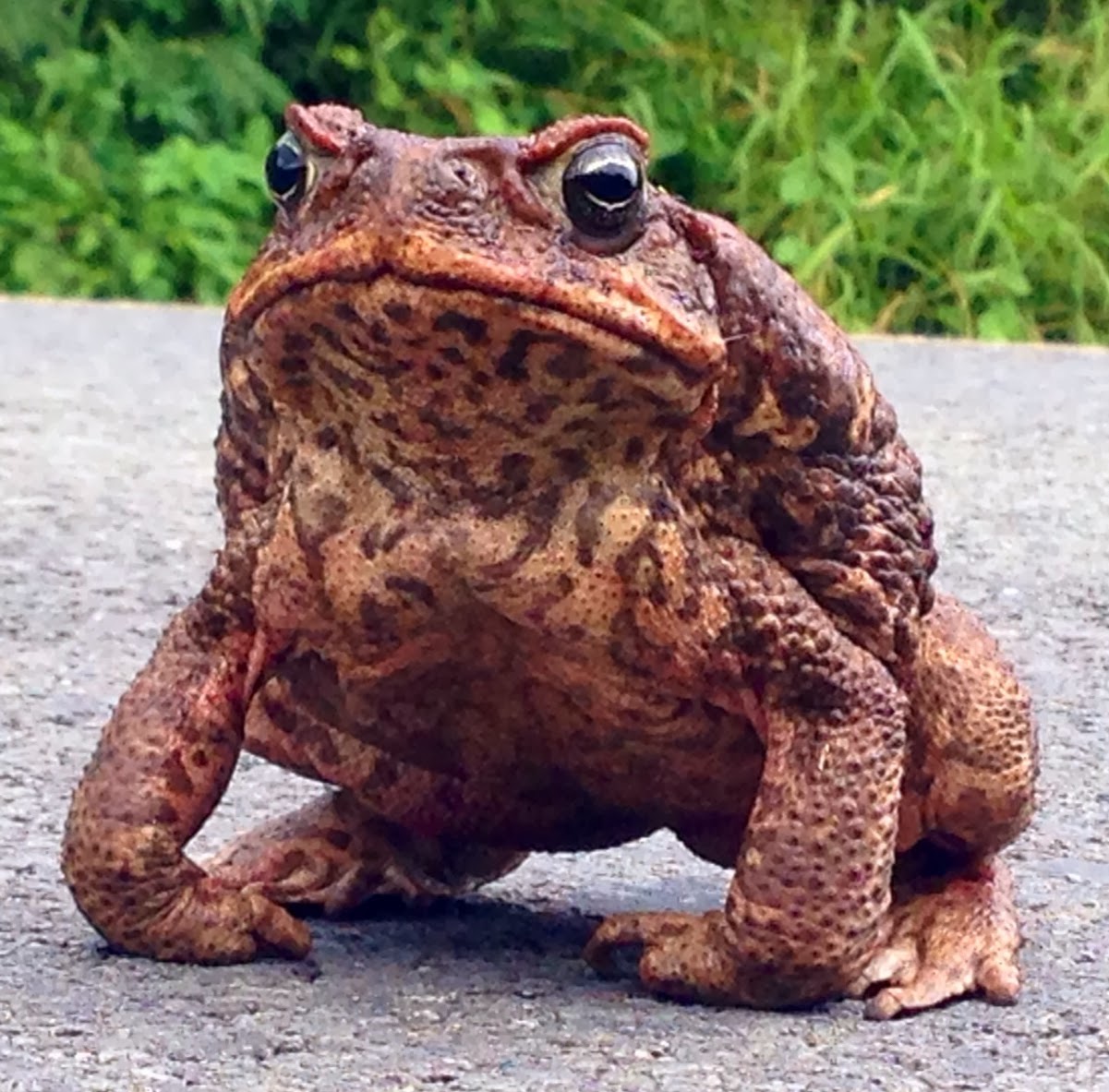 New Comedy Horror Croak Receives Funding MCTV Talent Agency new-comedy-horror-croak-receives-funding-mctv-talent-agency